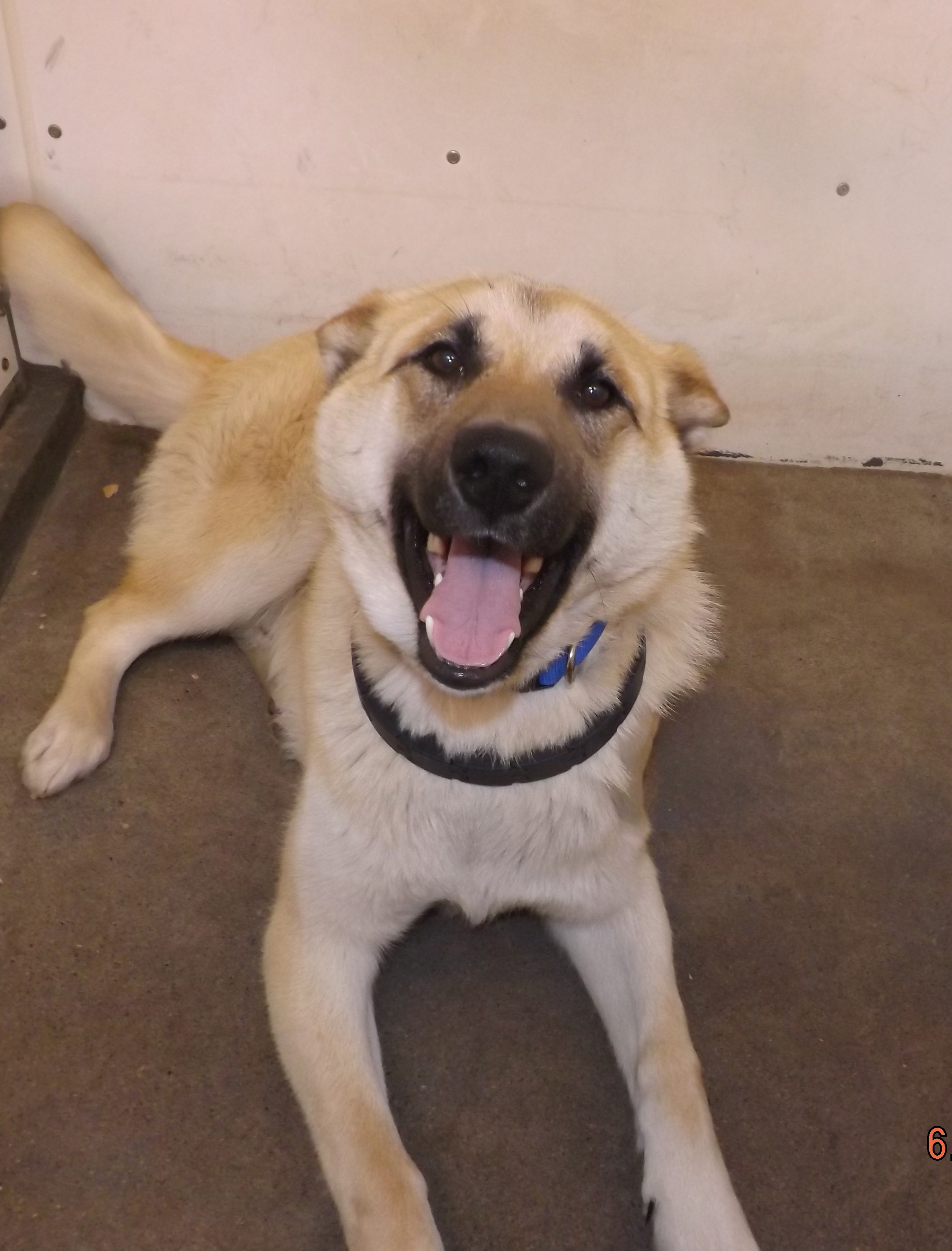 Dogs for Adoption - Thompson Regional Humane Society